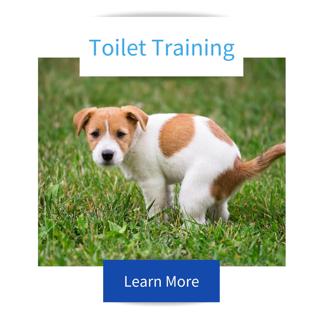 toilet-training – Dog Trainer & Behaviourist | Ruislip | Jo Hinds Dog ...